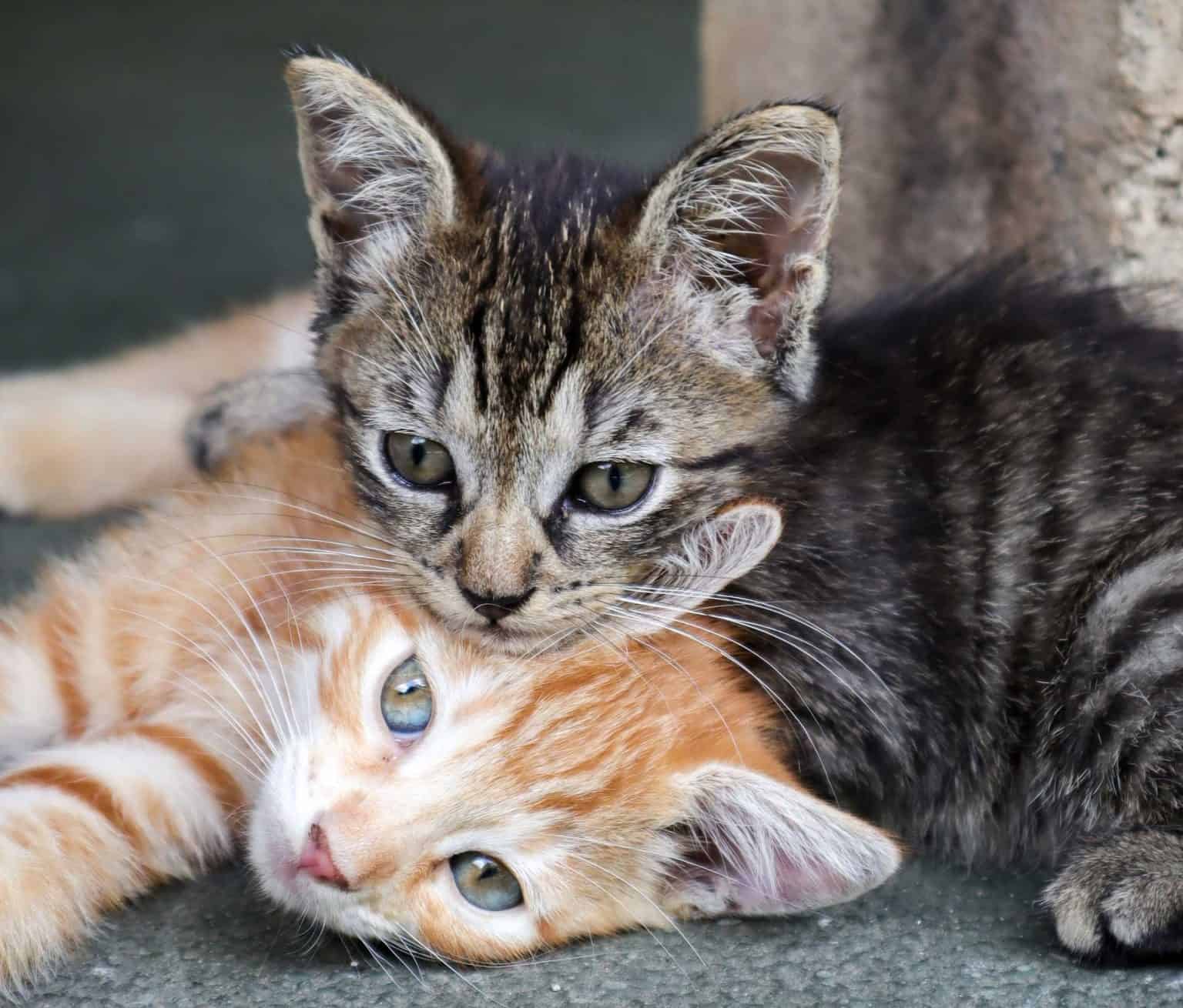 Lifelong Lessons for Children | Kuddle Kitty Books